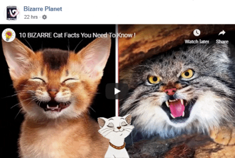 Cat-fact GIFs - Get the best GIF on GIPHY