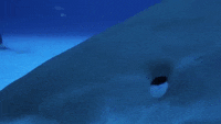 Goblin Shark Attack Gif