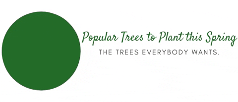 Everybodys A Tree GIFs - Get the best GIF on GIPHY