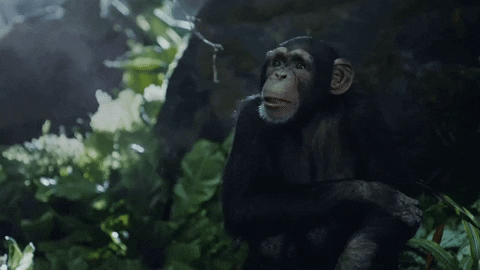 Monkey Head Shake GIF - Find & Share on GIPHY