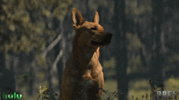 PREY - Now Streaming on Hulu GIFs on GIPHY - Be Animated