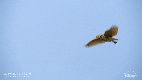 Fly America GIF by Nat Geo Wild - Find & Share on GIPHY