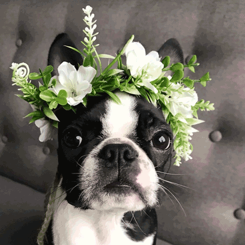 Might Delete Later Boston Terrier GIF by Rover.com - Find & Share on GIPHY