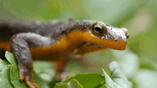 Lizard Pond GIF by PBS Digital Studios - Find & Share on GIPHY