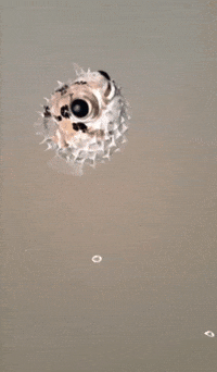 Cute Puffer Fish Gif