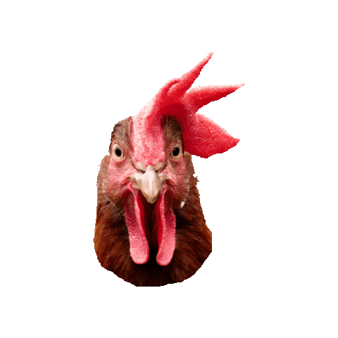 Chicken Head Gif