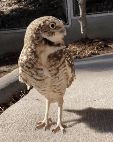 Owl-noise GIFs - Get the best GIF on GIPHY