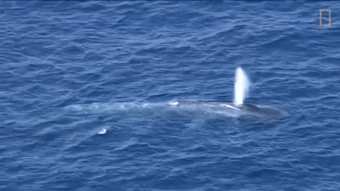 Blue Whale GIF by Nat Geo Wild - Find & Share on GIPHY