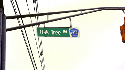 Oak-trees GIFs - Get the best GIF on GIPHY