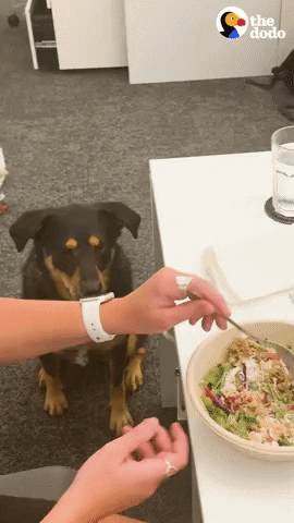 Dog Office GIF by The Dodo - Find & Share on GIPHY