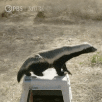 Honey Badger Vs Lion Gif
