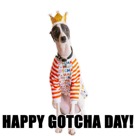 Italian Greyhounds Gotcha Day Sticker by normanandpiper for iOS ...