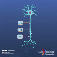 Action Potential Propagation Animation