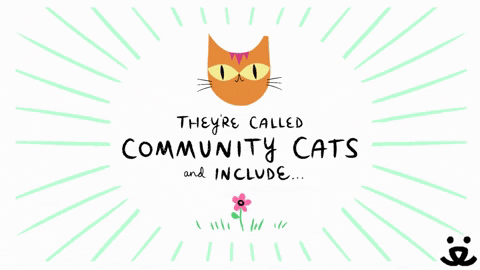 Motivational Cat Gif