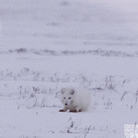 Arctic Fox Jumping