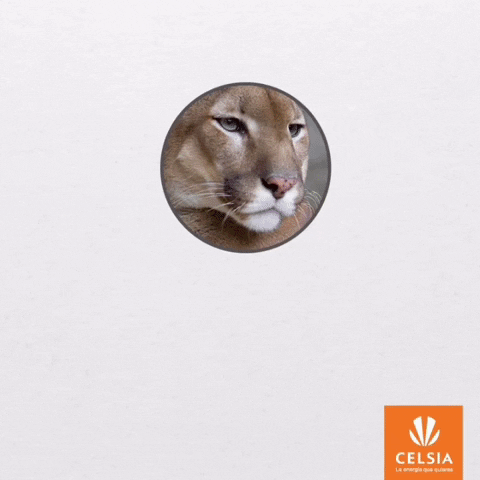 Soy De Pumas GIFs - Find & Share on GIPHY