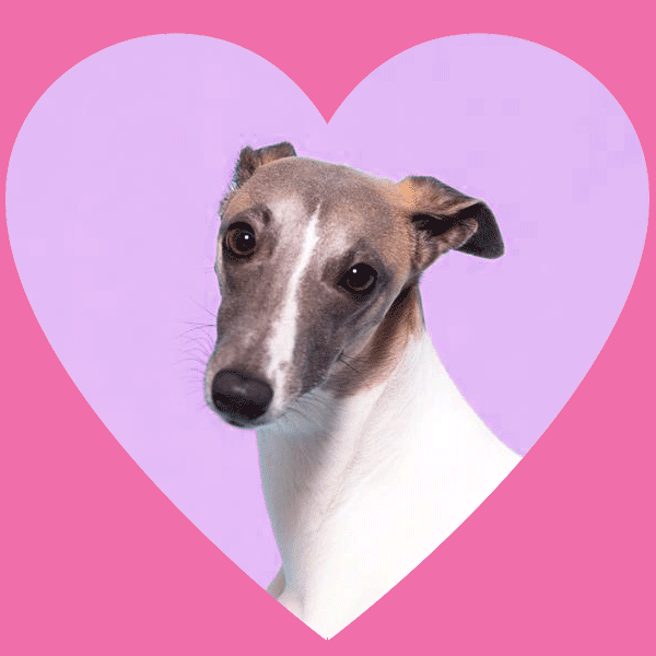 Olive The Whippet GIF - Find & Share on GIPHY