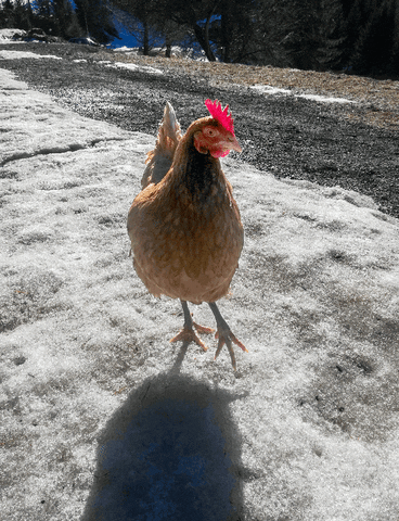 Eva Kosinar GIF - Find & Share on GIPHY