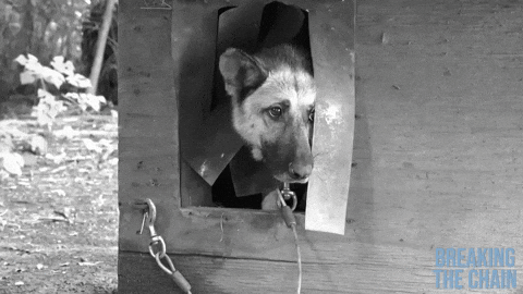 Chaines GIFs - Get the best GIF on GIPHY