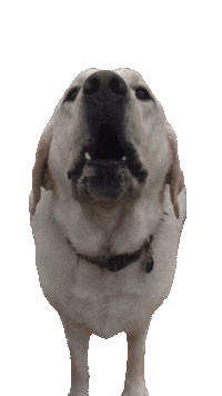 Growling Dog Gif