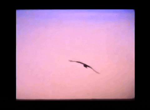 Bird Flying GIFs - Get the best GIF on GIPHY