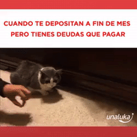 Gato Shitpost GIFs - Find & Share on GIPHY