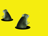 Mouse Eating Cheese Gif