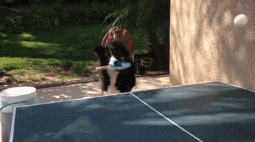 Forrest Gump Wave GIFs - Find & Share on GIPHY