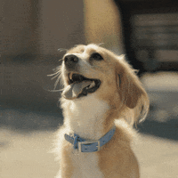 Dog Nodding Head Gif