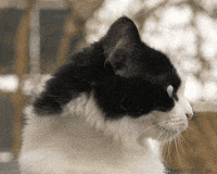 Suspicious Cat Gif