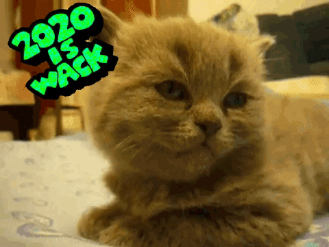 2020 GIFs by Reaction GIFs | GIPHY