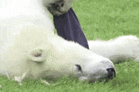 Polar Bear Hug Gif