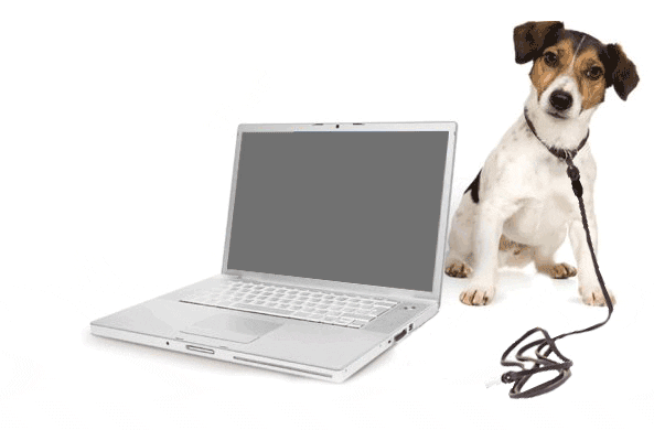 Dog Using Computer Gif