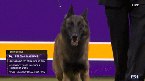 Belgian-malinois GIFs - Get the best GIF on GIPHY