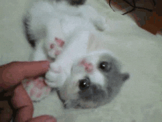 Gatinho Gatinhos Beijo GIFs - Get the best GIF on GIPHY