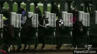 Horse Racing GIFs - Find & Share on GIPHY