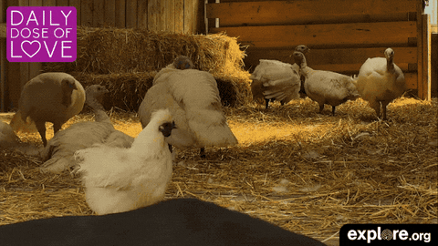 Farm Sanctuary Love GIF by explore.org - Find & Share on GIPHY