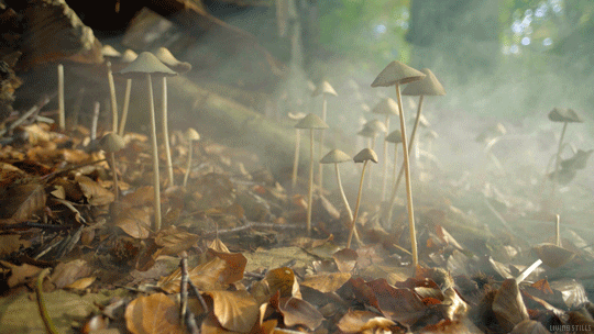 Photography Fall GIF by Living Stills - Find & Share on GIPHY