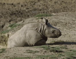 Rhino Ruckus by San Diego Zoo Wildlife Alliance | GIPHY