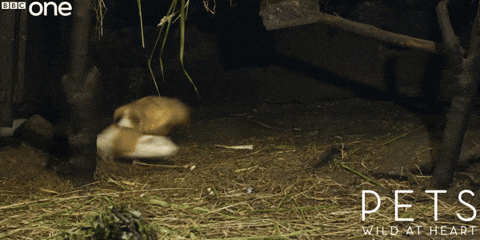 Hamster Chase GIFs - Get the best GIF on GIPHY