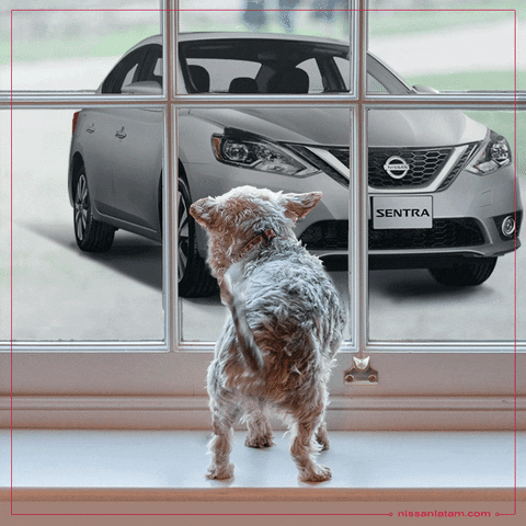 Sentra GIFs - Get the best GIF on GIPHY