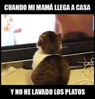 Gato Shitpost GIFs - Find & Share on GIPHY