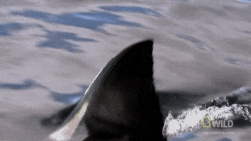 Shark GIFs - Find & Share on GIPHY