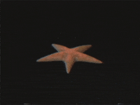Animated Starfish Gif