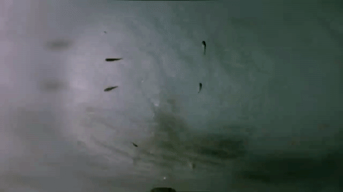 Explode Nuclear Explosion GIF by South Park - Find & Share on GIPHY