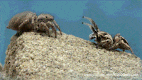 Jumping Spider Gif