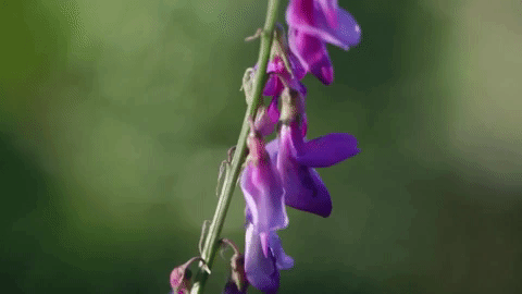 Pea Plants GIFs - Get the best GIF on GIPHY