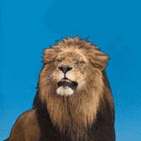 Yawning Lion Gif