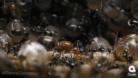 Ants GIFs - Find & Share on GIPHY