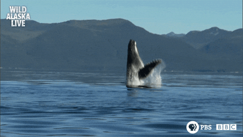 Whale Watch GIFs - Get the best GIF on GIPHY